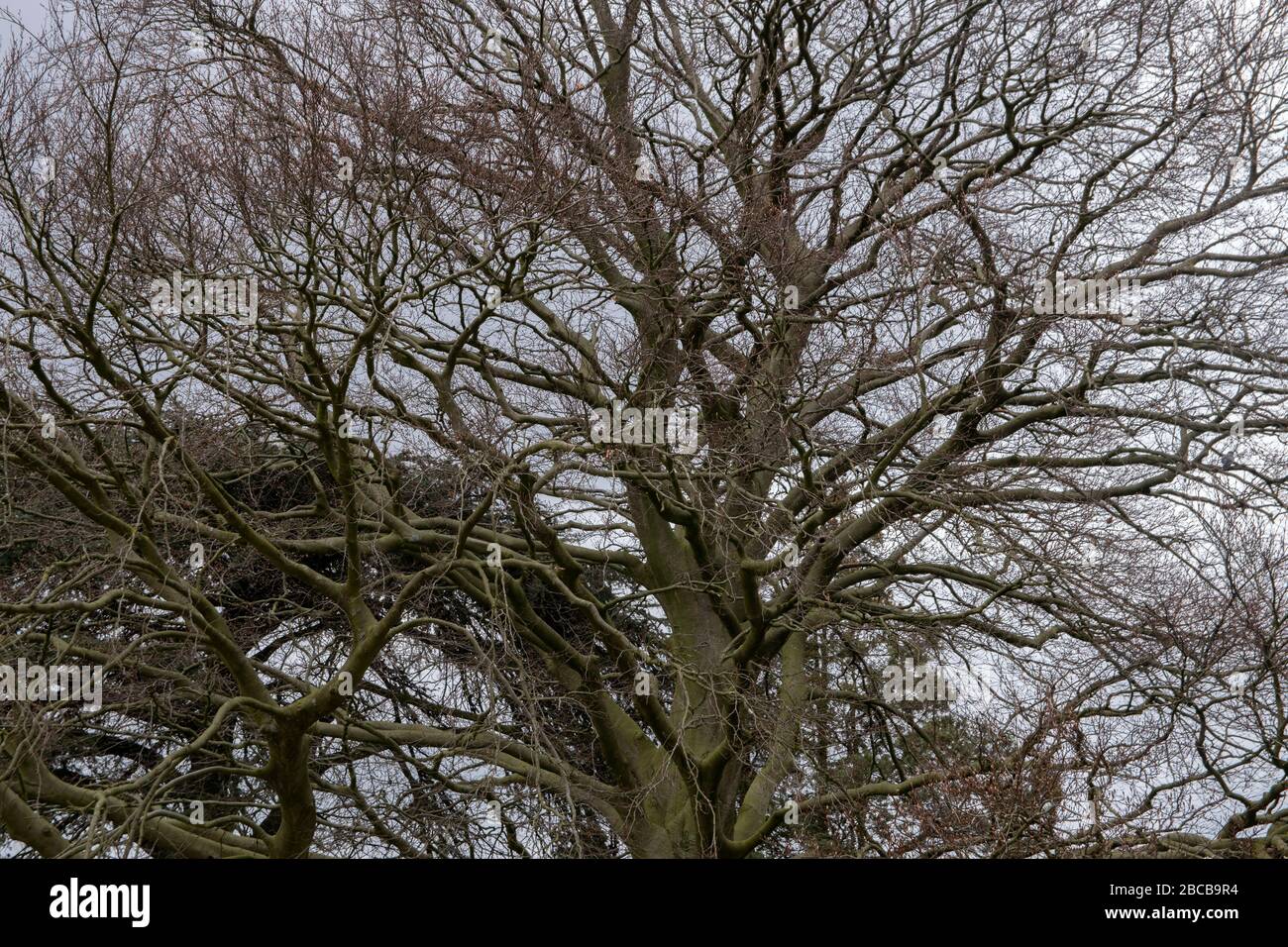 Isolated silhouetted tree hi-res stock photography and images - Alamy