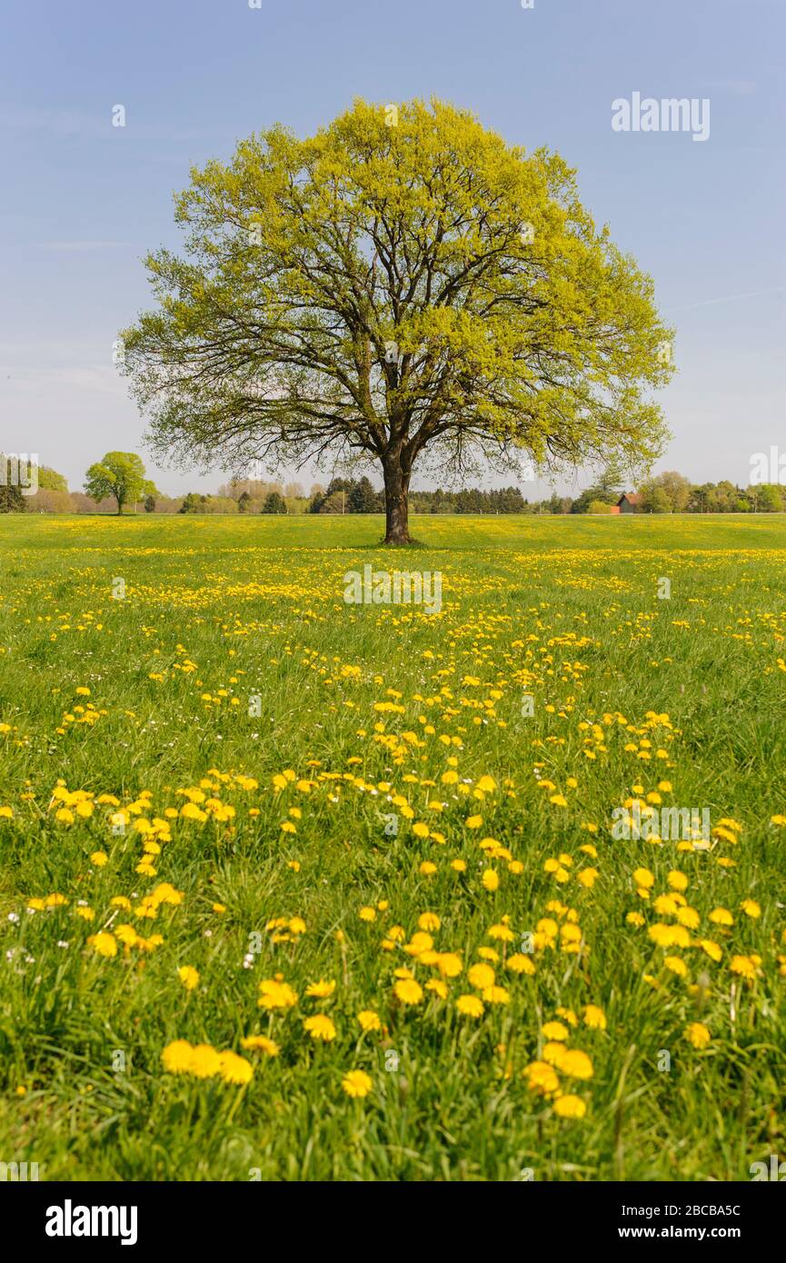 single big tree in meadow at springtime Stock Photo - Alamy
