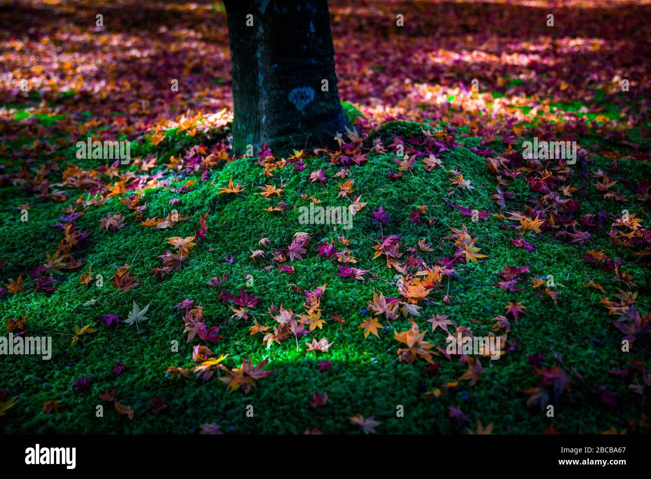 Fall leaves in green carpet Stock Photo - Alamy