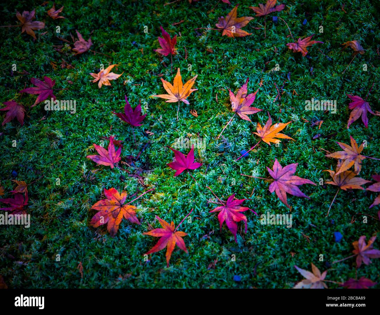 Best fall colours hi-res stock photography and images - Alamy