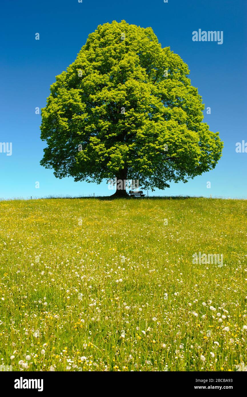 Single big tree hi-res stock photography and images - Alamy