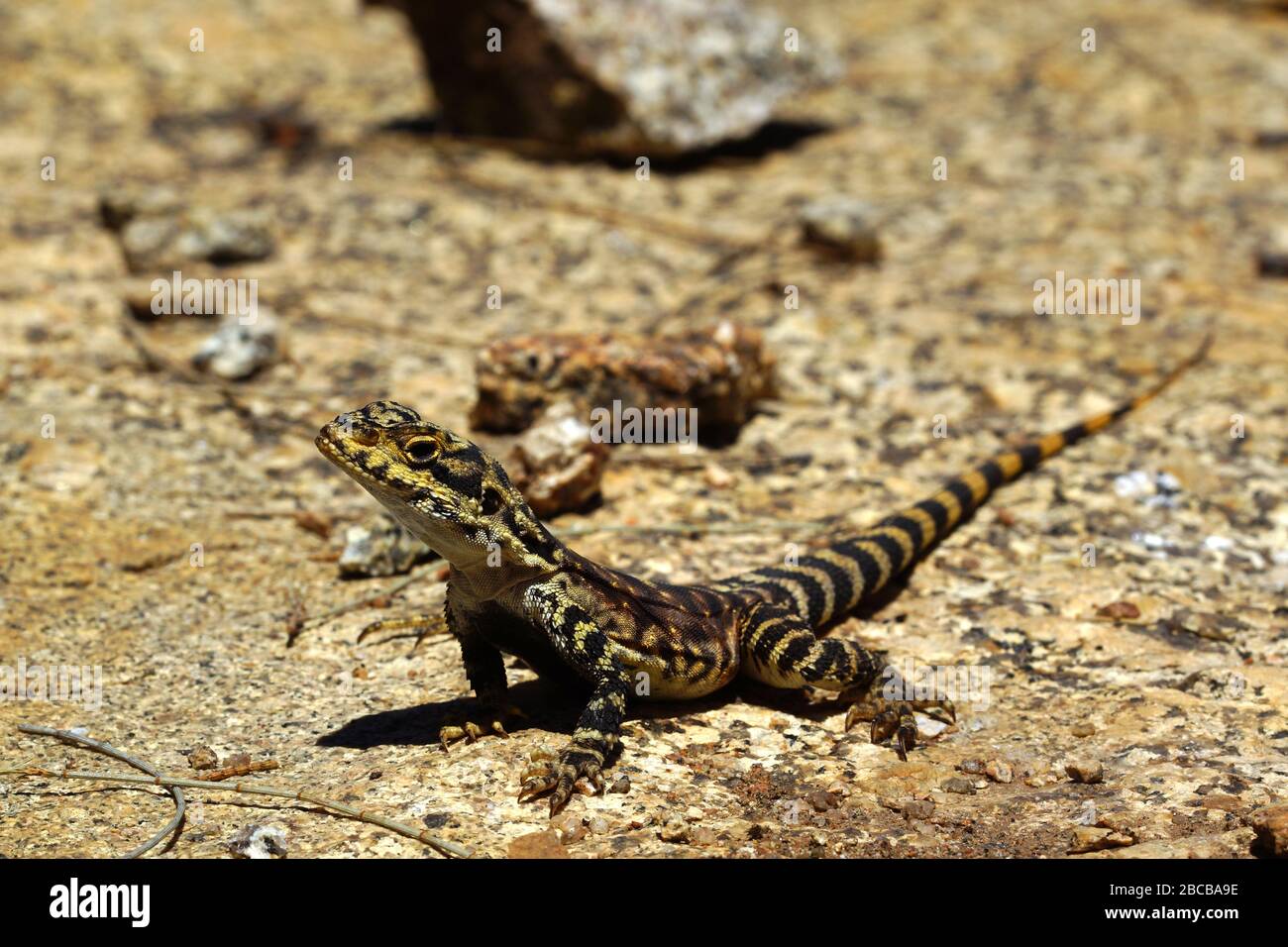 Ctenophorus ornatus, the Ornate Crevice-Dragon, a lizard sitting on ...