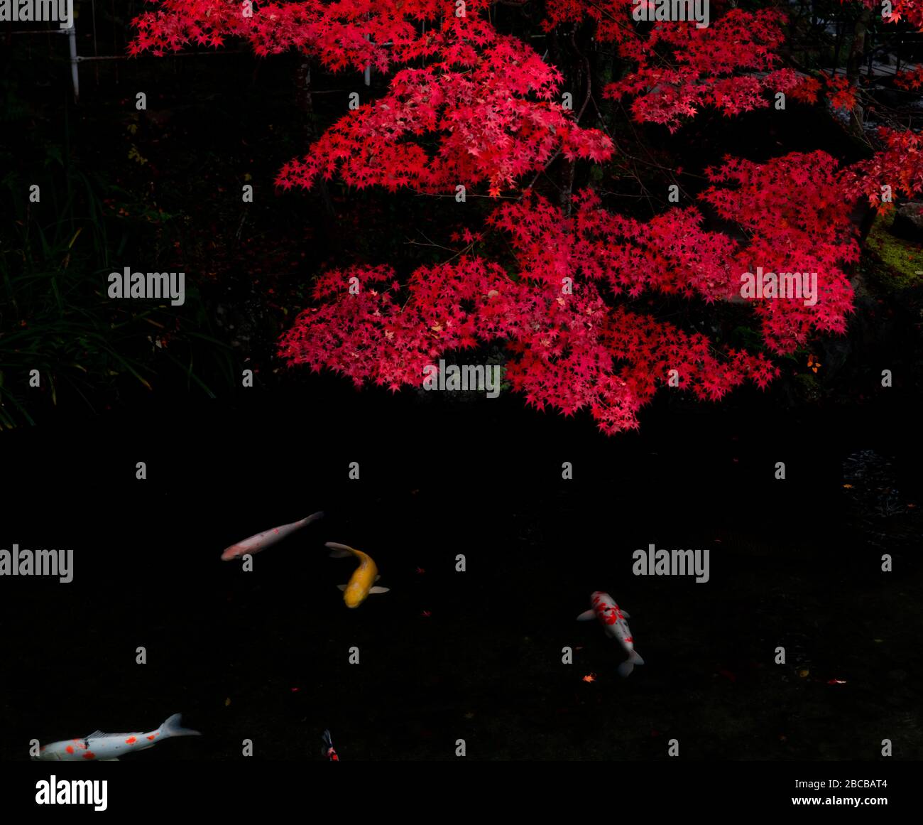Koi fish pond hi-res stock photography and images - Alamy