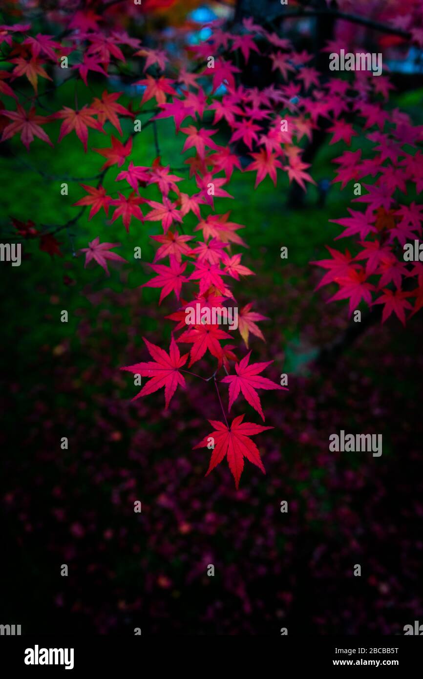 Best fall colors hi-res stock photography and images - Alamy