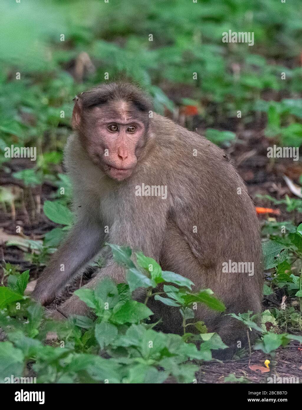 A Bonnet Macaque at Nagarhole national Park, Kabini, Karnataka, India ...