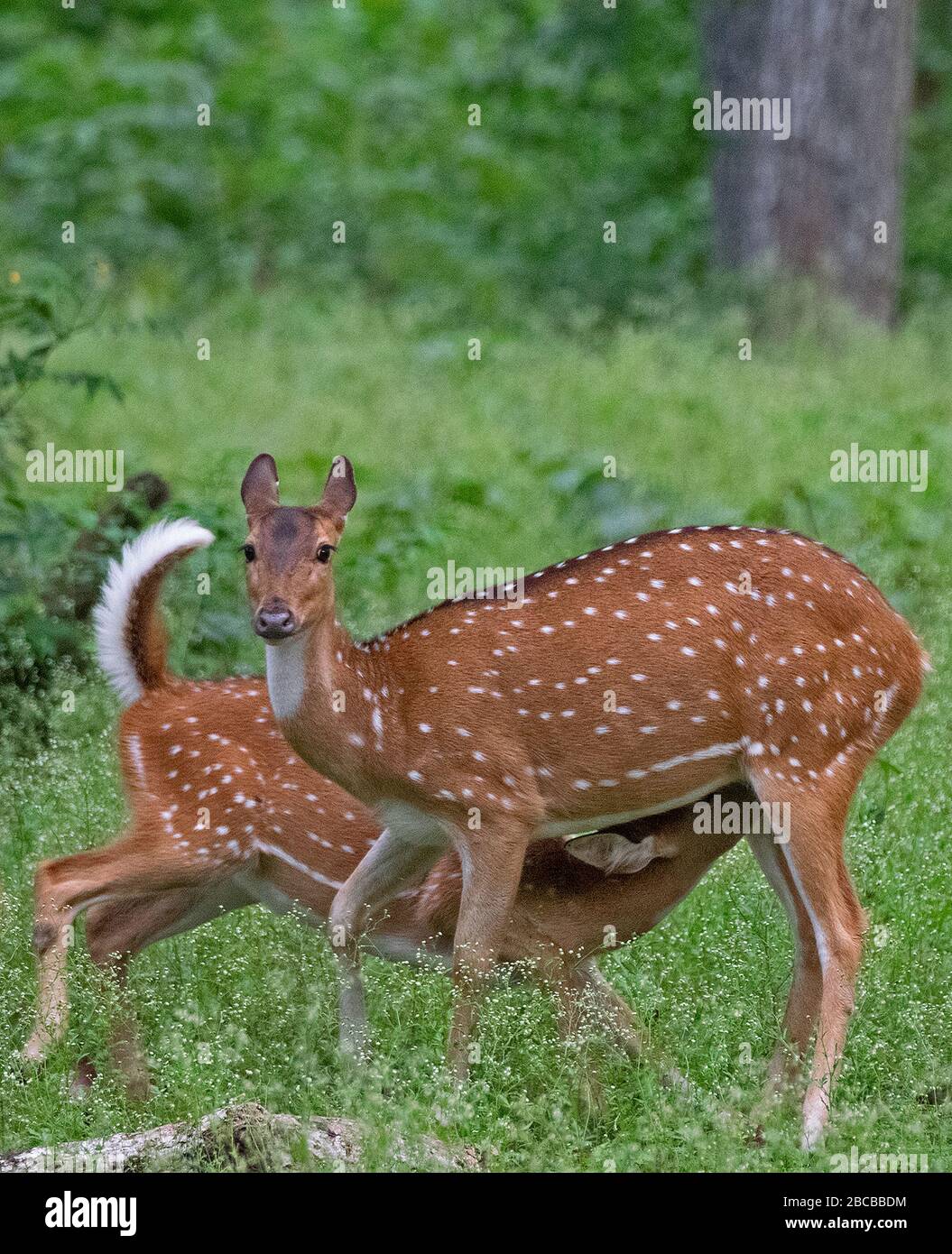 Spotted deer feeding hi-res stock photography and images - Alamy