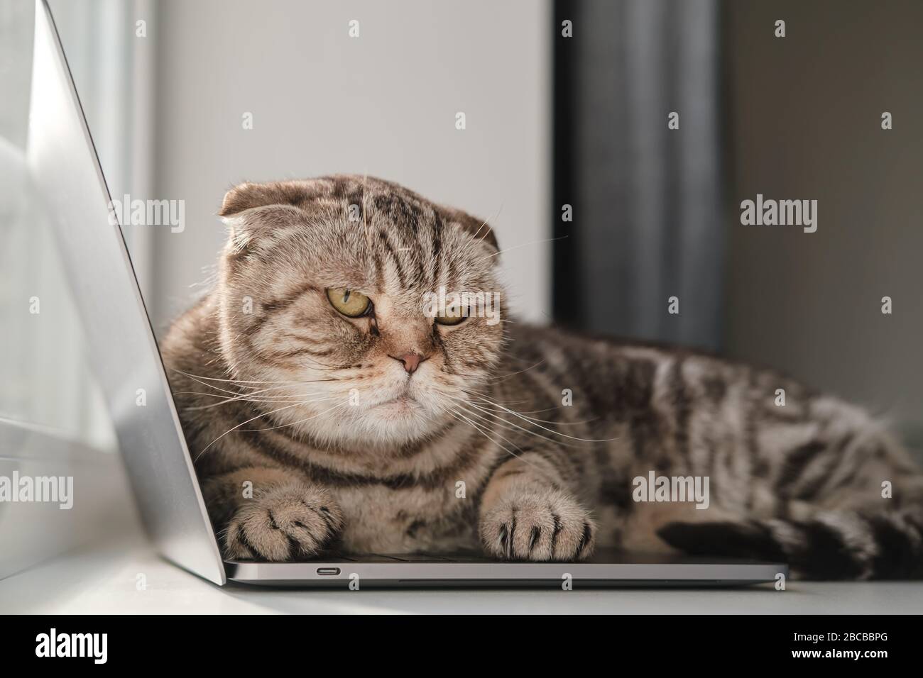 Sad cat, bored and lacking in attention, lay down on the ultrabook ...