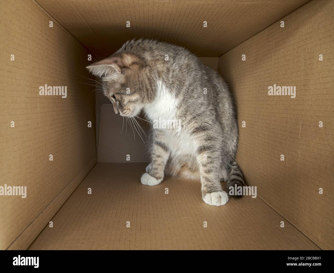 Funny, curious cat sits in a large cardboard box and looks at something ...