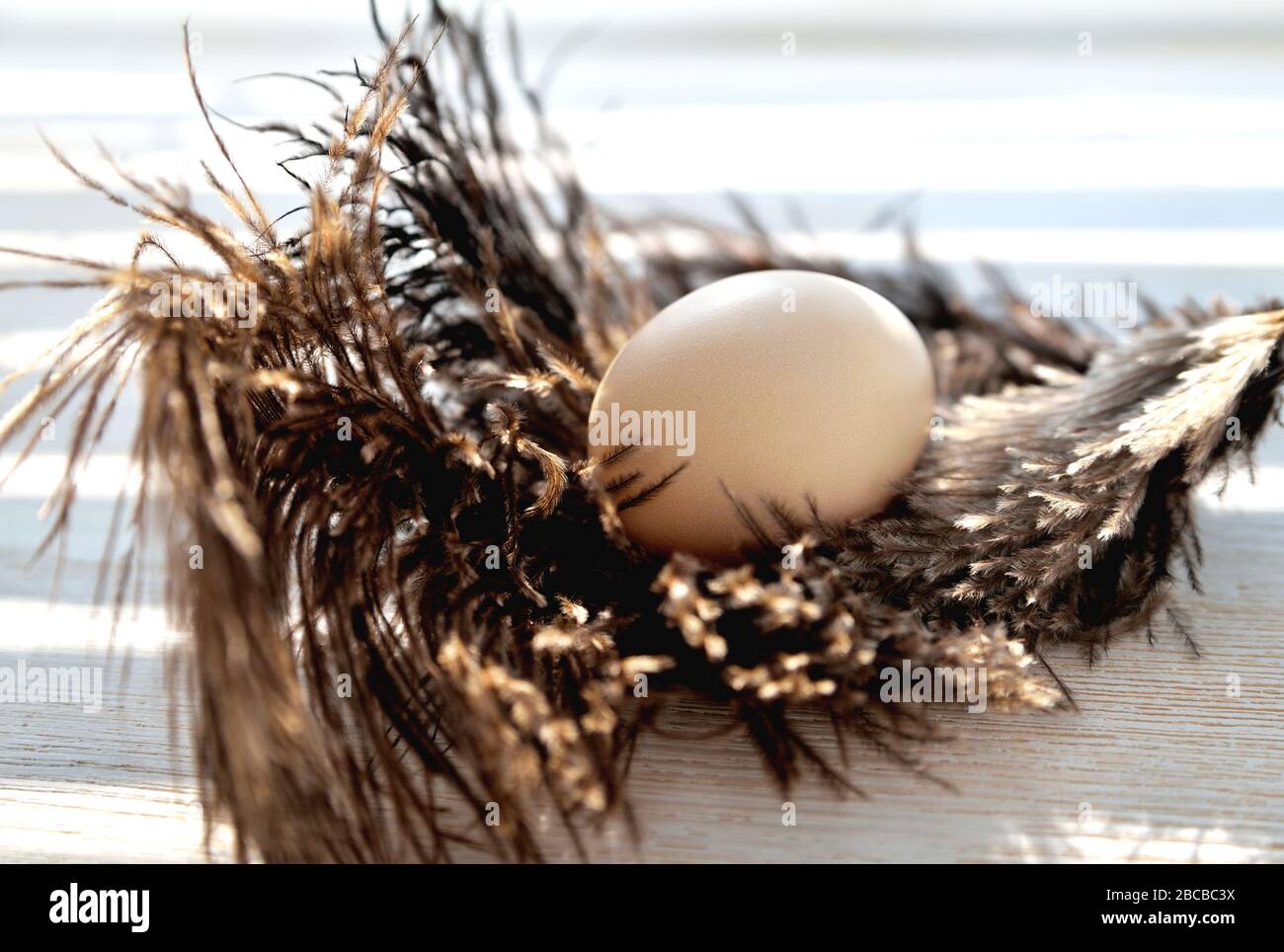Egg lies on ostrich feathers, backlight, natural wood background Stock ...
