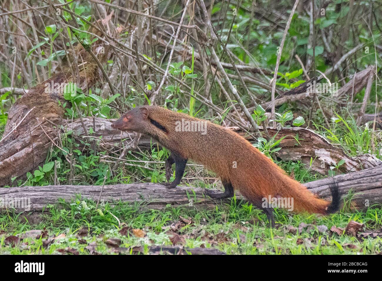 Mongoose of india hi-res stock photography and images - Alamy