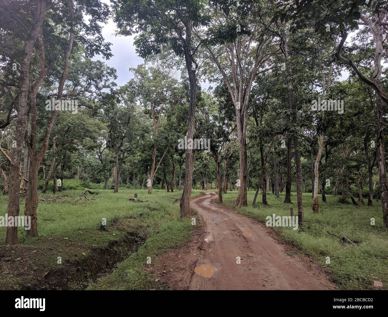 Moist deciduous forest south india hi-res stock photography and images ...