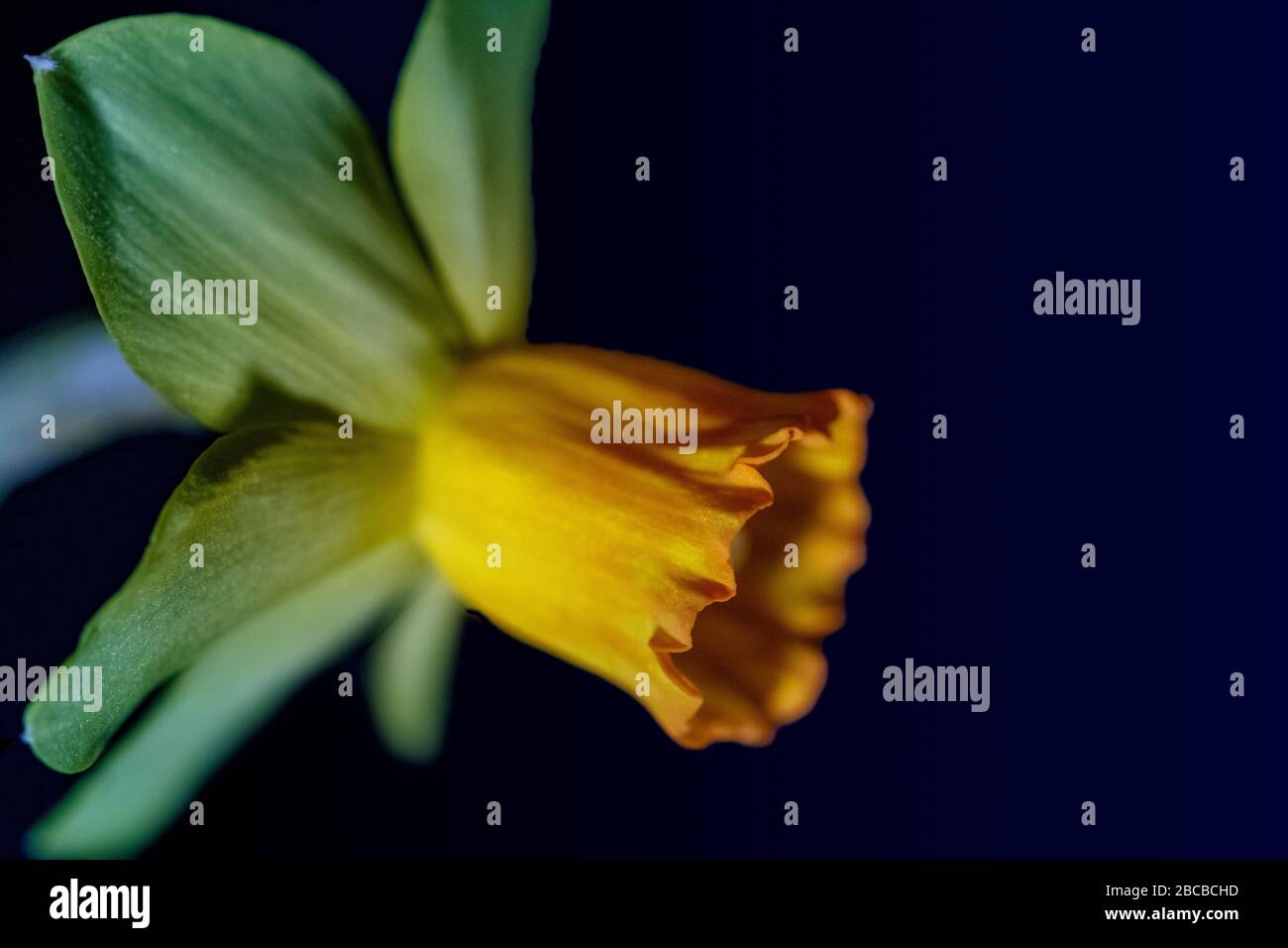 Studio close up hi-res stock photography and images - Alamy