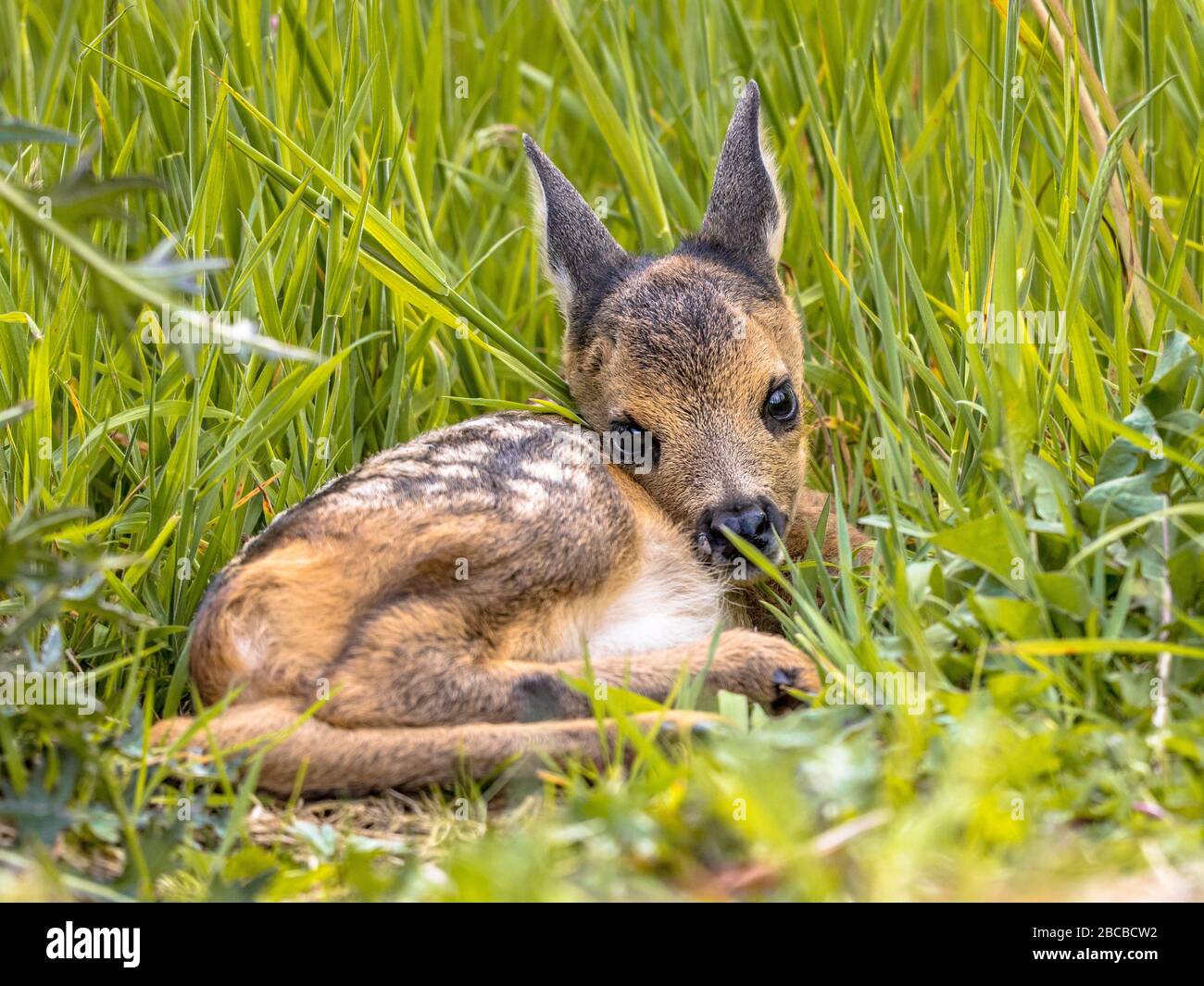 Baby roe deer (Capreolus capreolus) resting in grass on a sunny day in ...