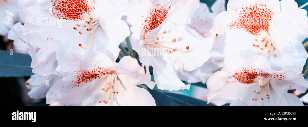 White rhododendron flowers panoramic border, banner, wedding romantic ...