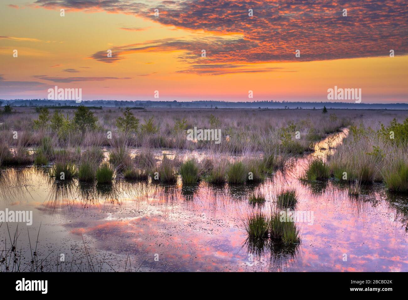 Sunrise over Fochteloerveen swamp nature reserve in Drenthe, the ...