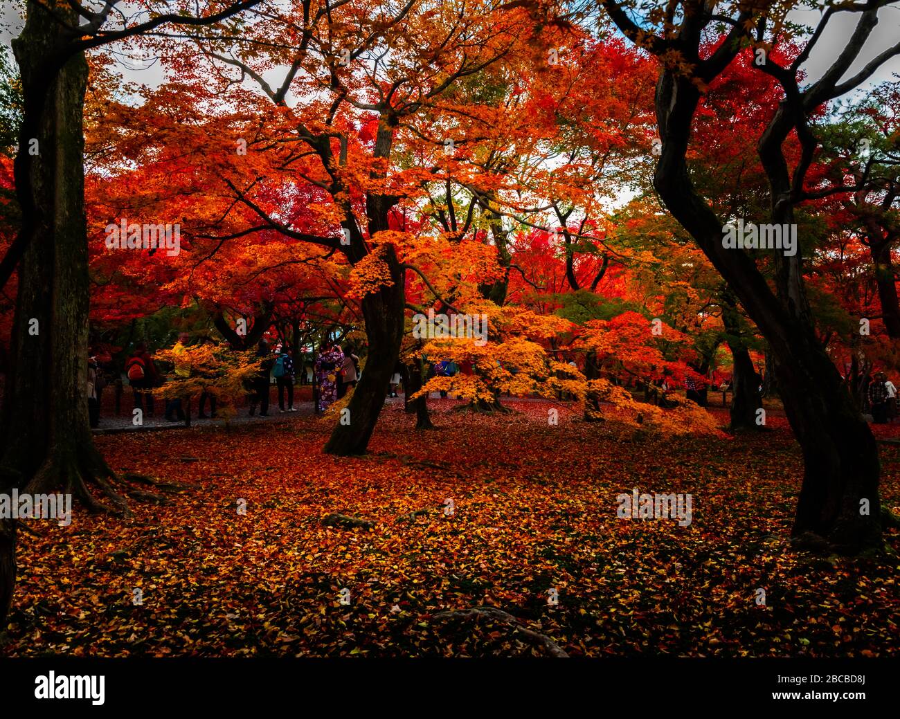Colorful fall tree hi-res stock photography and images - Alamy