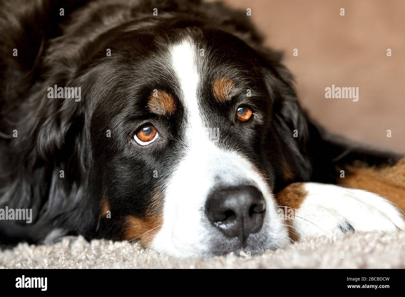 Cute dog, handsome with beautiful colors and thick hair Stock Photo - Alamy
