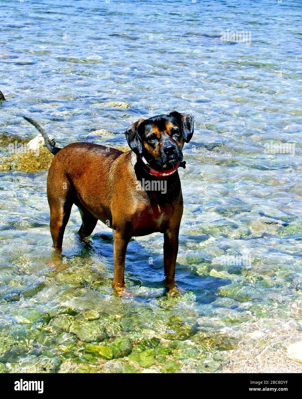 Cute dog, handsome with beautiful colors and thick hair Stock Photo - Alamy