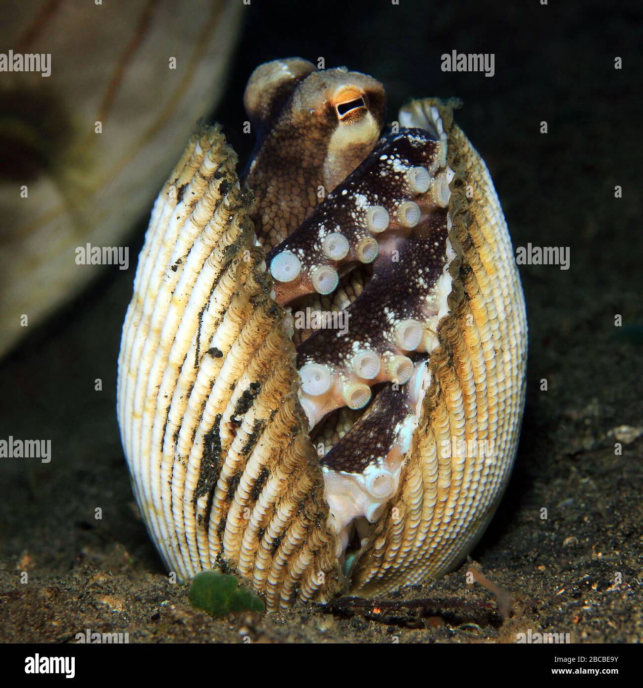 Coconut Octopus (Amphioctopus marginatus) taking Shelter between ...