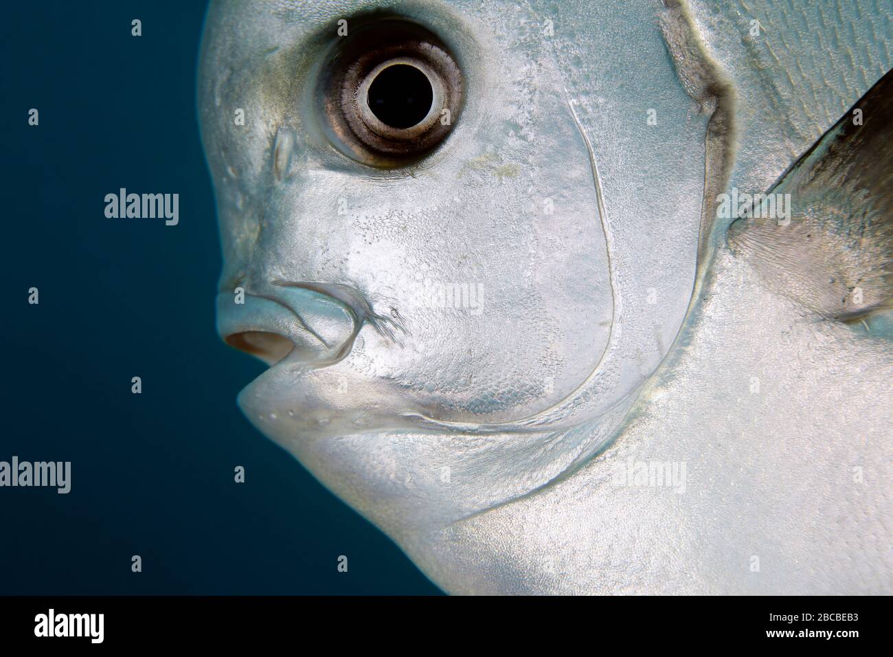 Boers batfish hi-res stock photography and images - Alamy