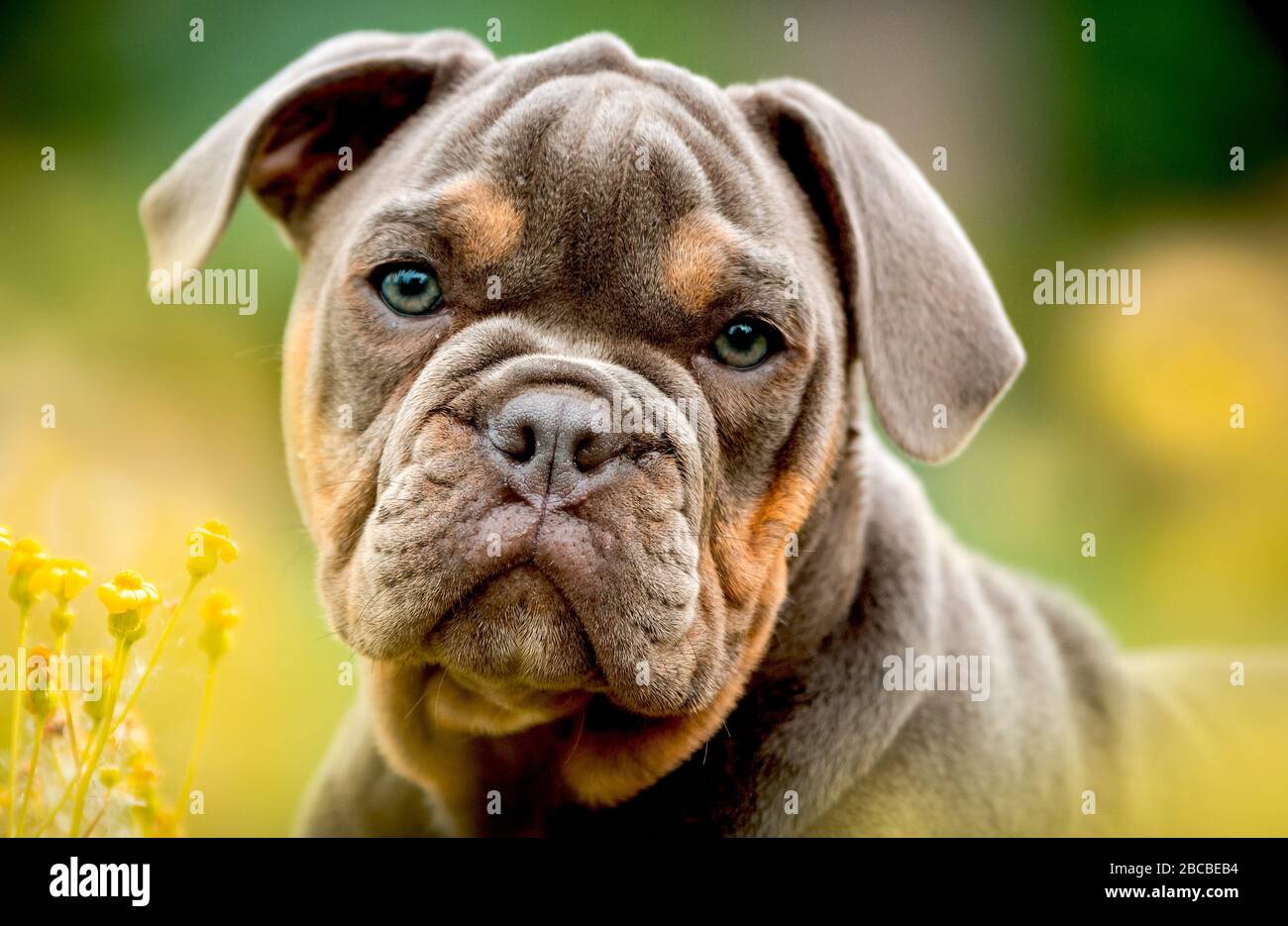 Cute dog, handsome with beautiful colors and thick hair Stock Photo - Alamy