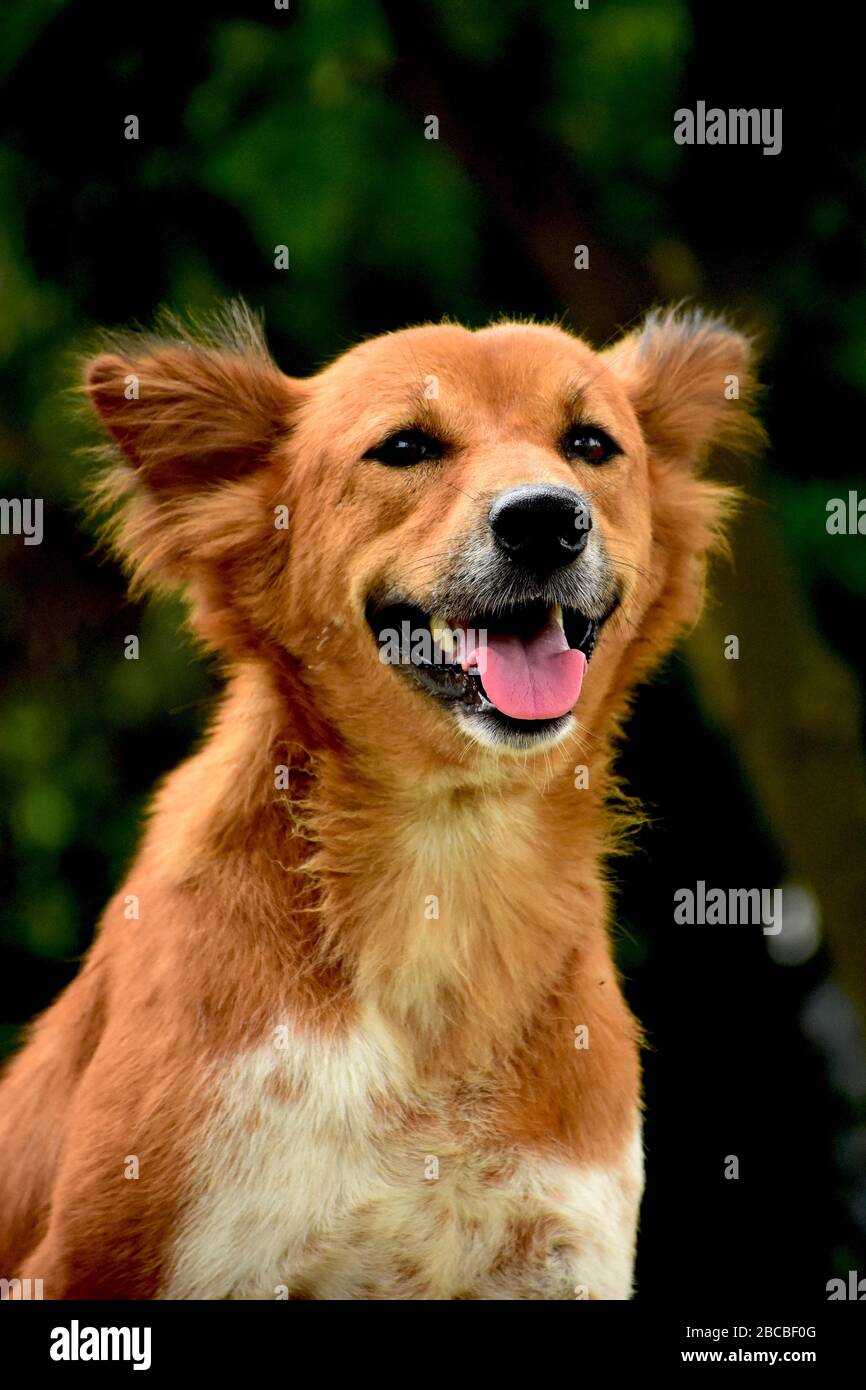 Cute dog, handsome with beautiful colors and thick hair Stock Photo - Alamy