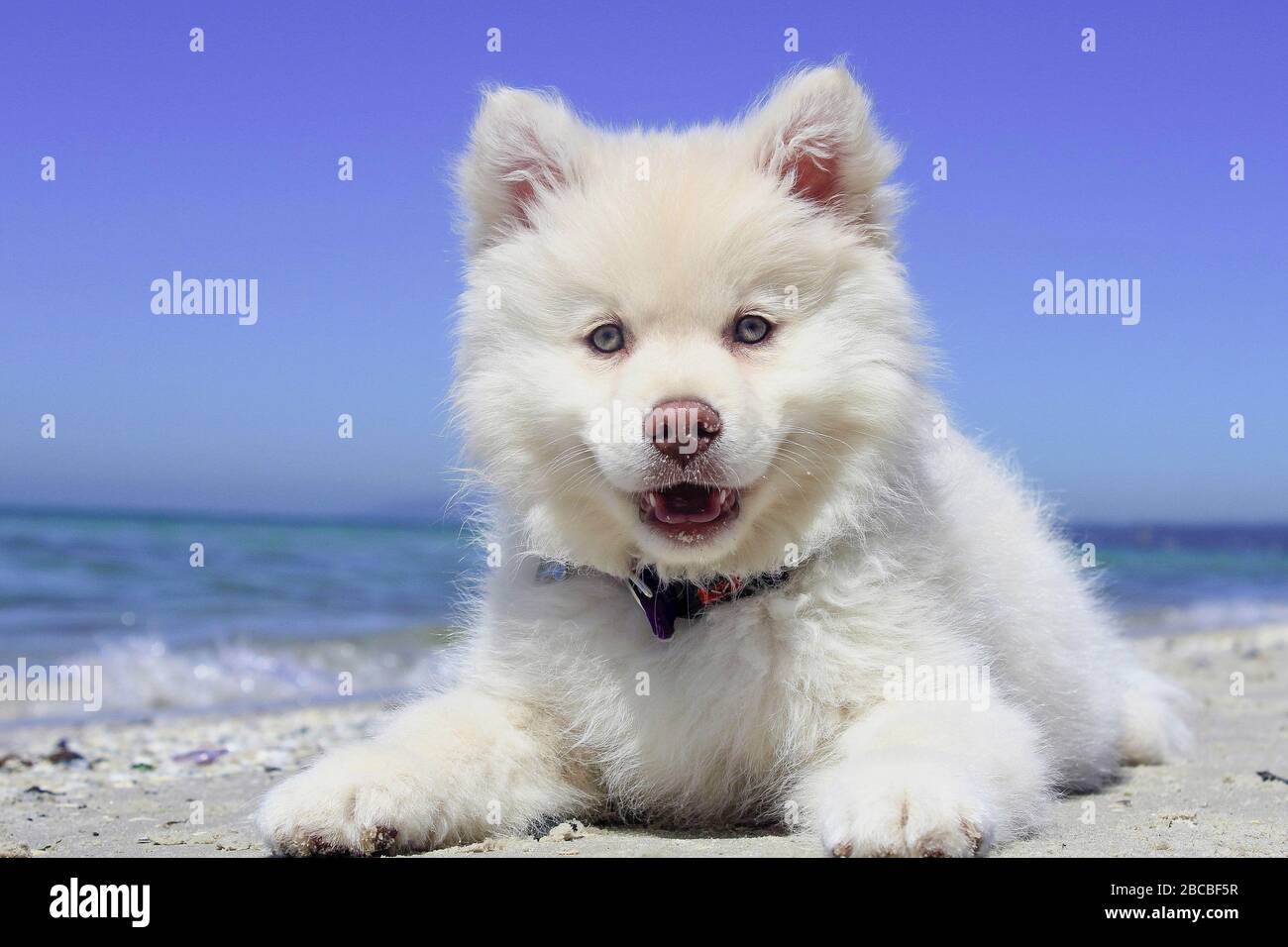 Cute dog, handsome with beautiful colors and thick hair Stock Photo - Alamy