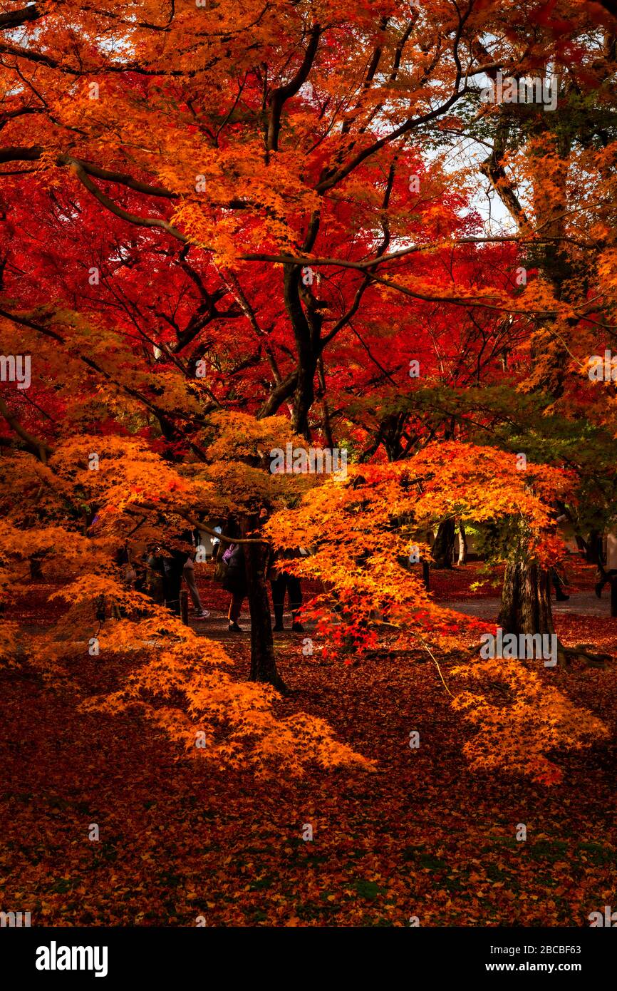 Beautiful Autumn in Japan shrine Stock Photo - Alamy