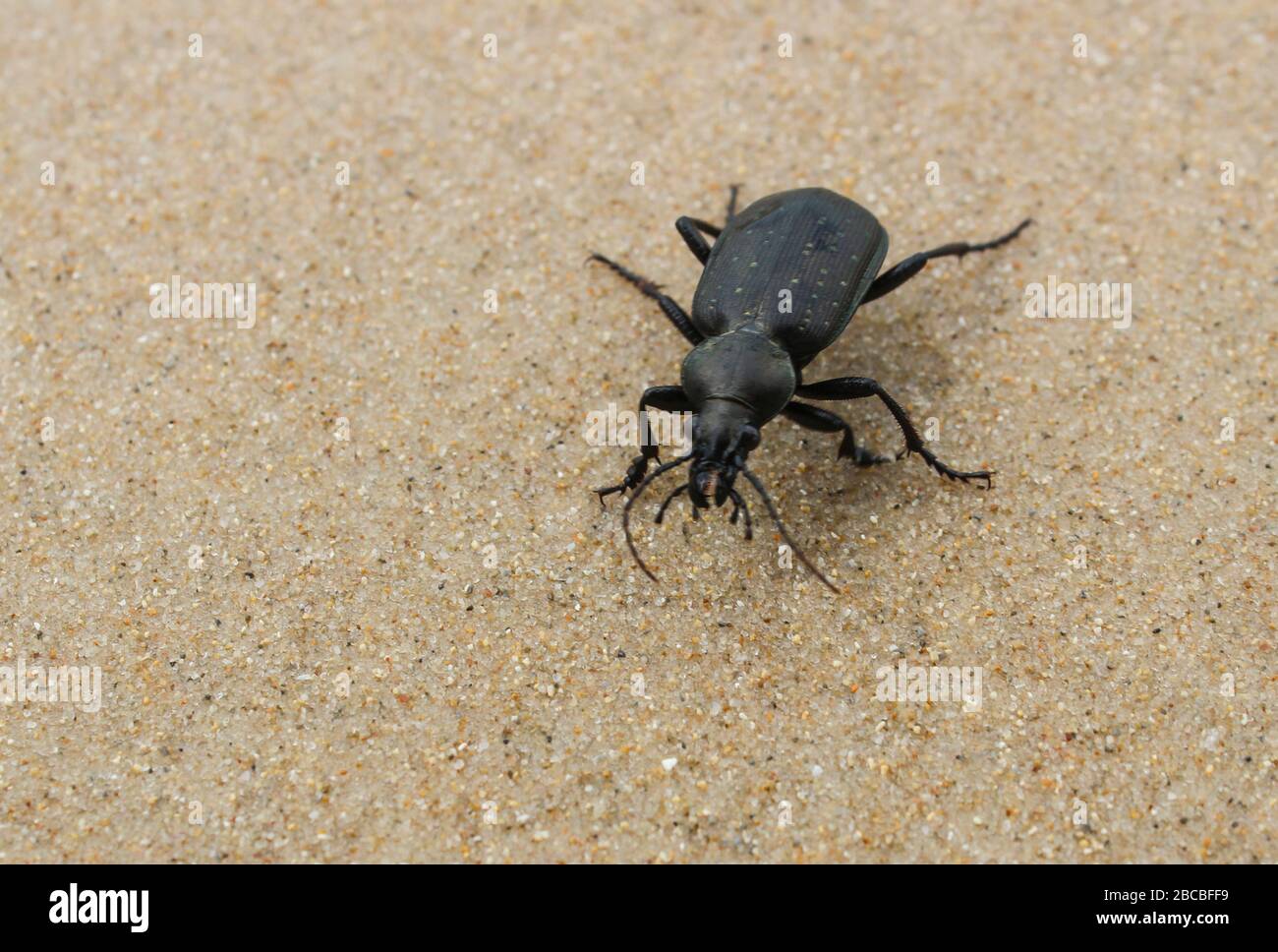 Sand run beetle hi-res stock photography and images - Alamy