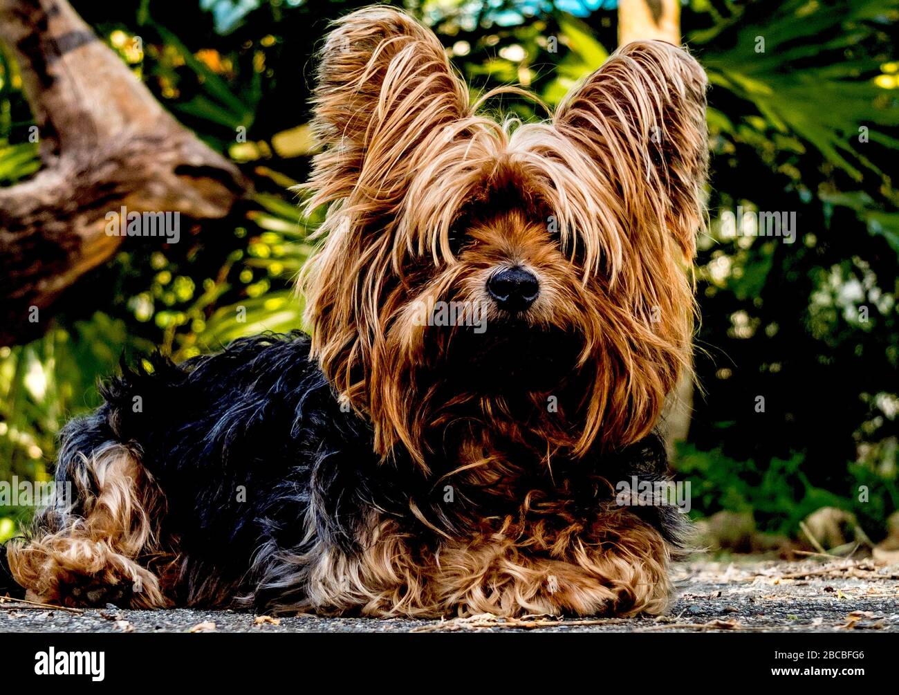 Cute dog, handsome with beautiful colors and thick hair Stock Photo - Alamy