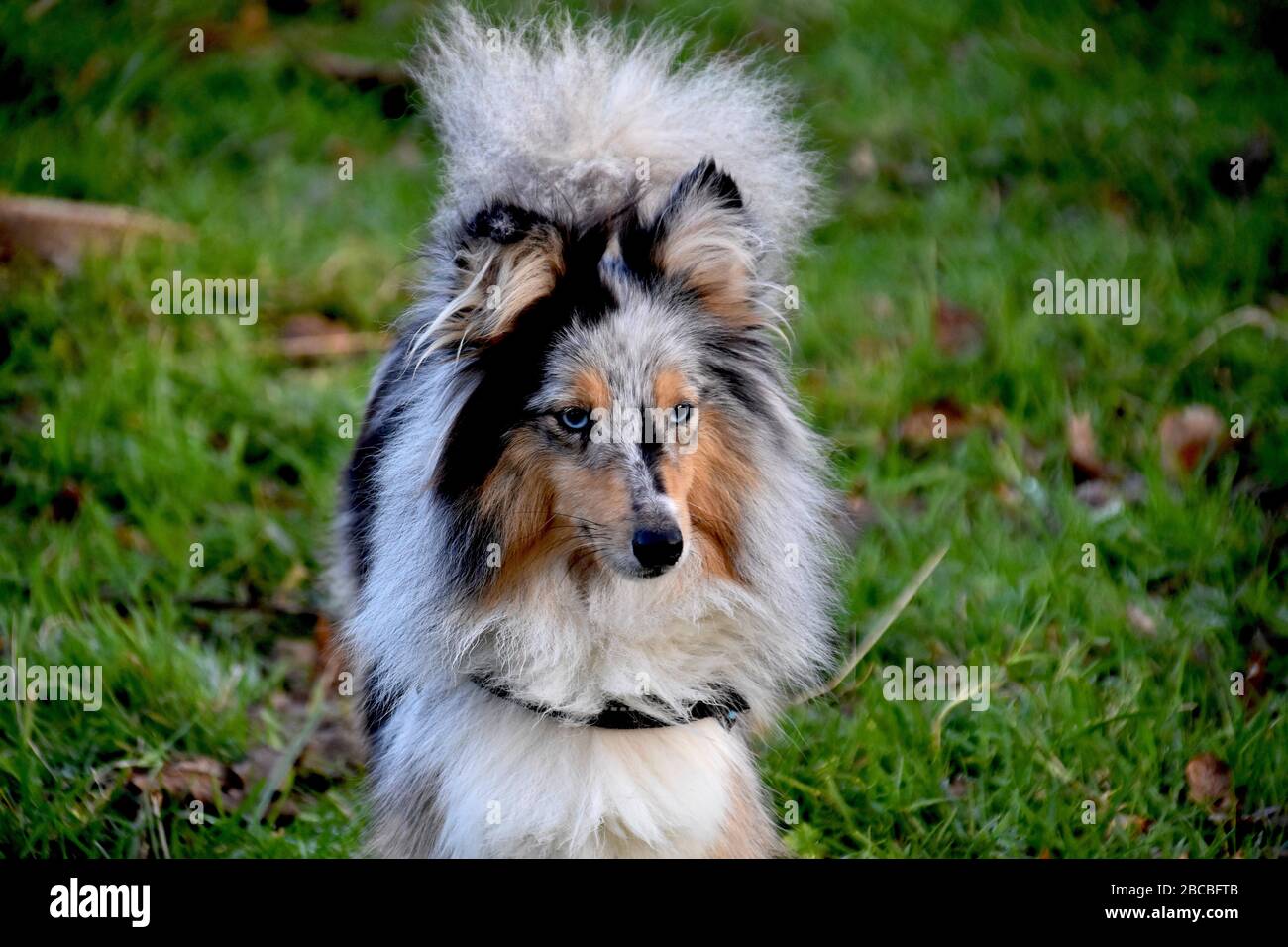 Cute dog, handsome with beautiful colors and thick hair Stock Photo - Alamy