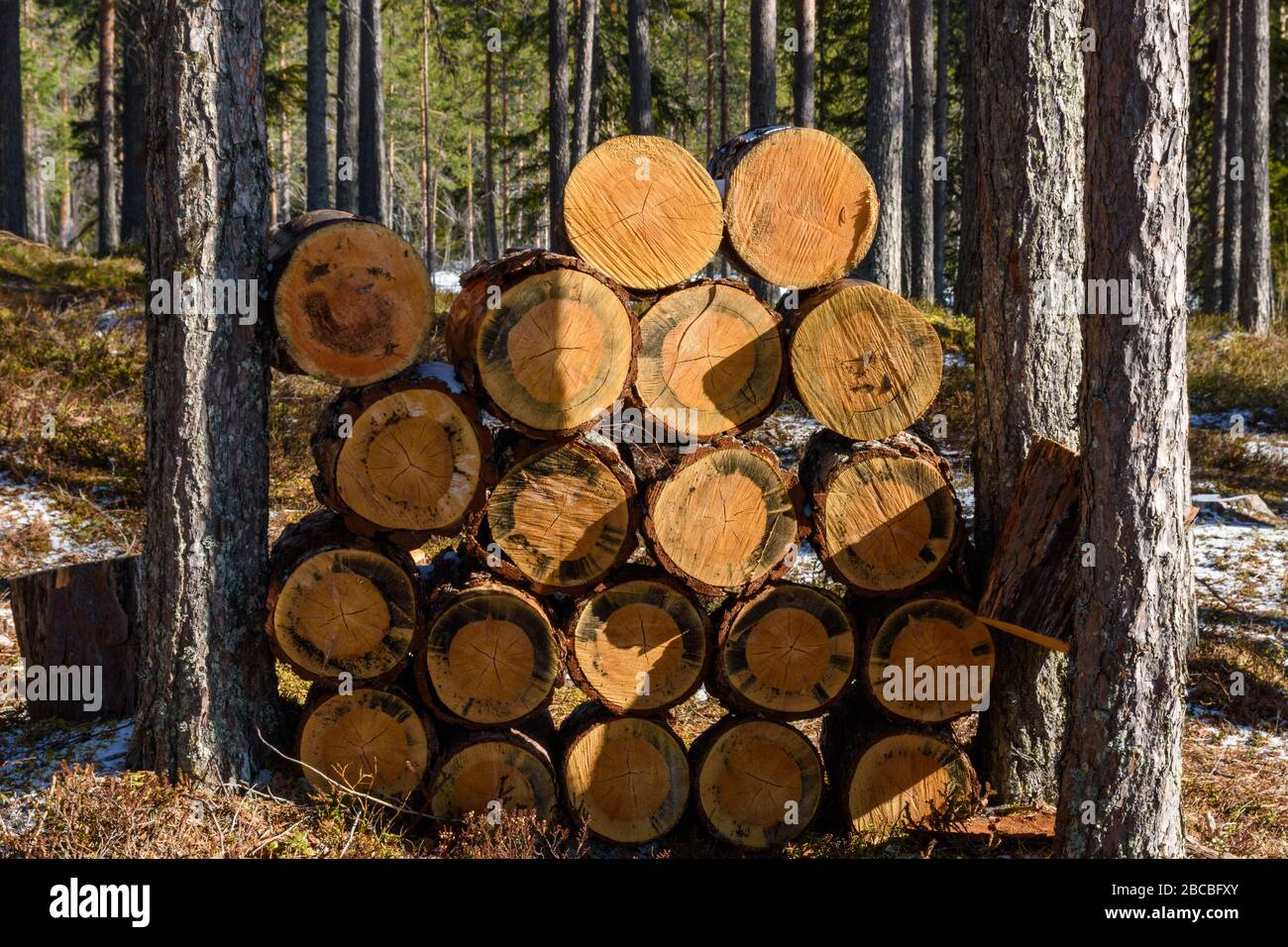 Firewood logs of pine tree stacked between pine tree trunks in the ...