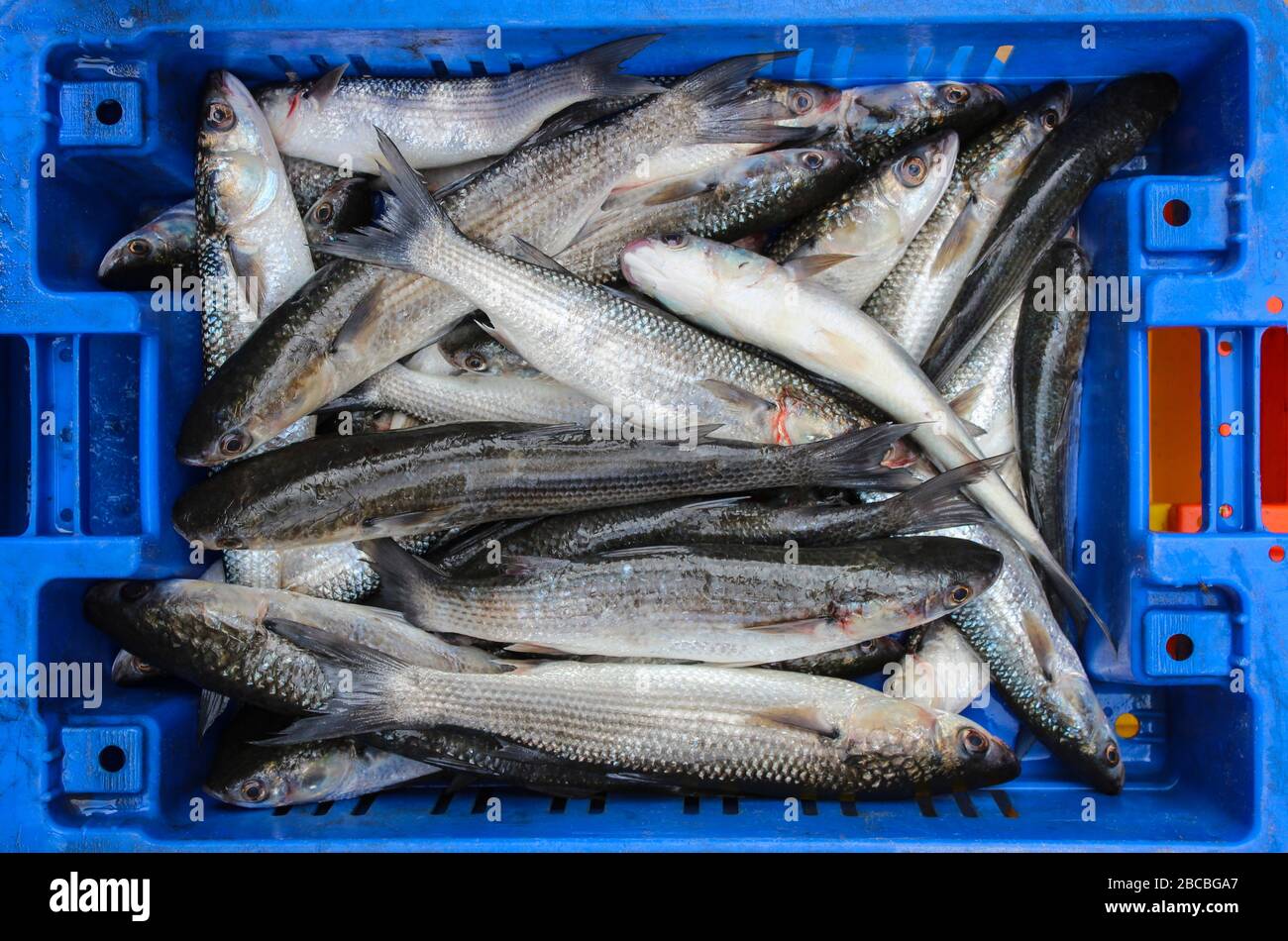 Freshly caught sea fish in a blue plastic box Stock Photo - Alamy