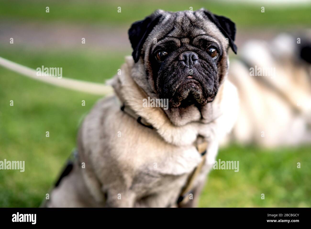 Cute dog, handsome with beautiful colors and thick hair Stock Photo - Alamy