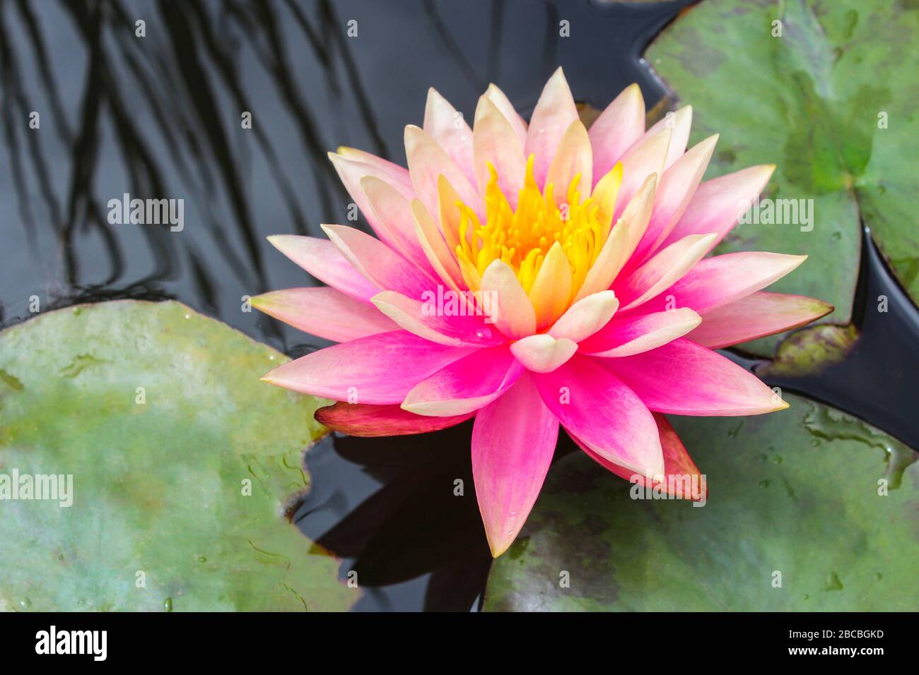 Lotus flower on water close up Stock Photo - Alamy