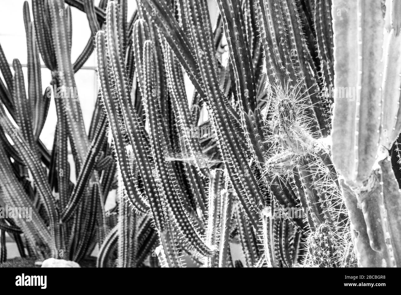 long cactus with zoom in focus Stock Photo - Alamy