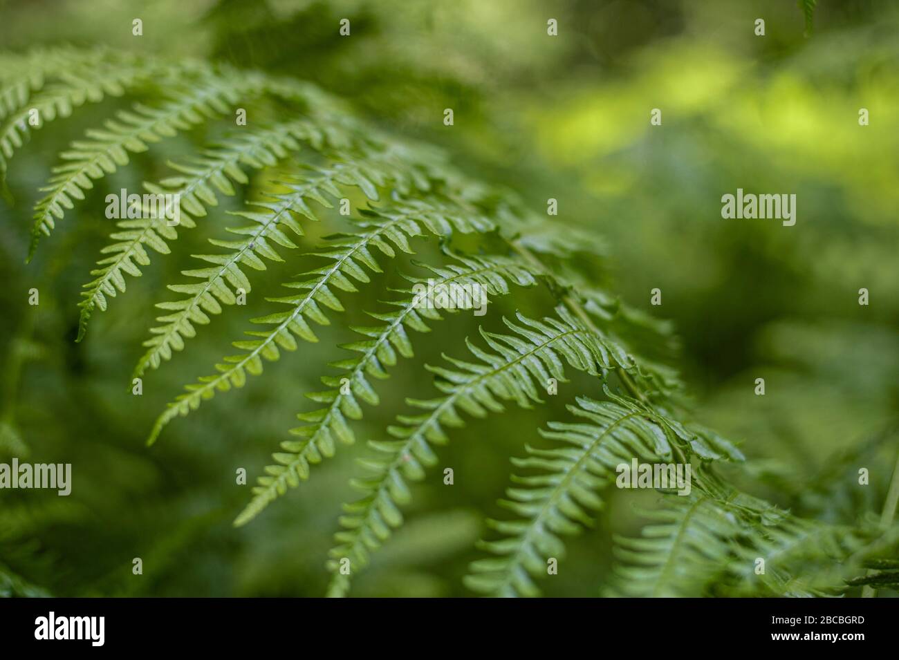 Fern biodiversity hi-res stock photography and images - Alamy