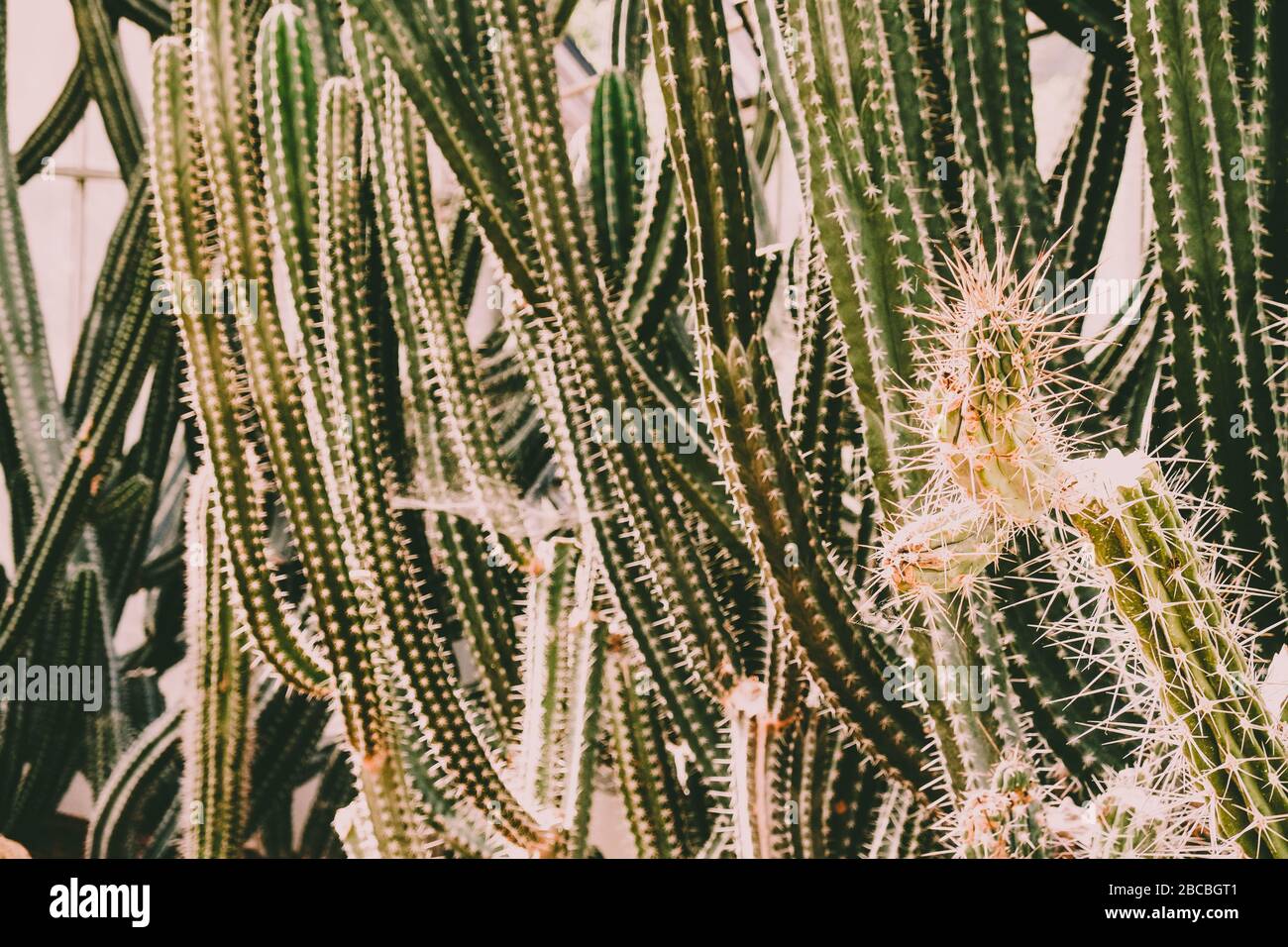Long cactus hi-res stock photography and images - Alamy