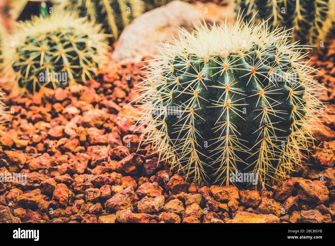 Cactus in the farming garden with soil background Stock Photo - Alamy