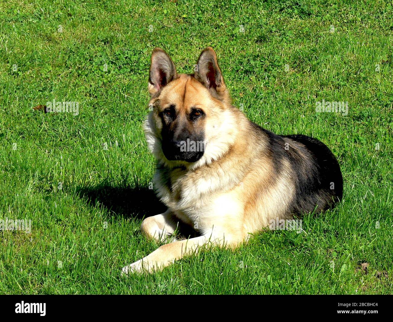 Cute dog, handsome with beautiful colors and thick hair Stock Photo - Alamy
