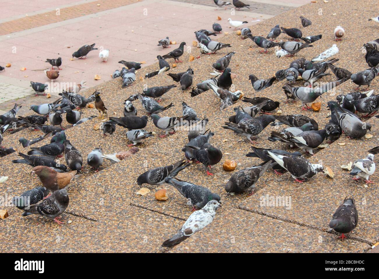 Pigeons on floor and in flight hi-res stock photography and images - Alamy