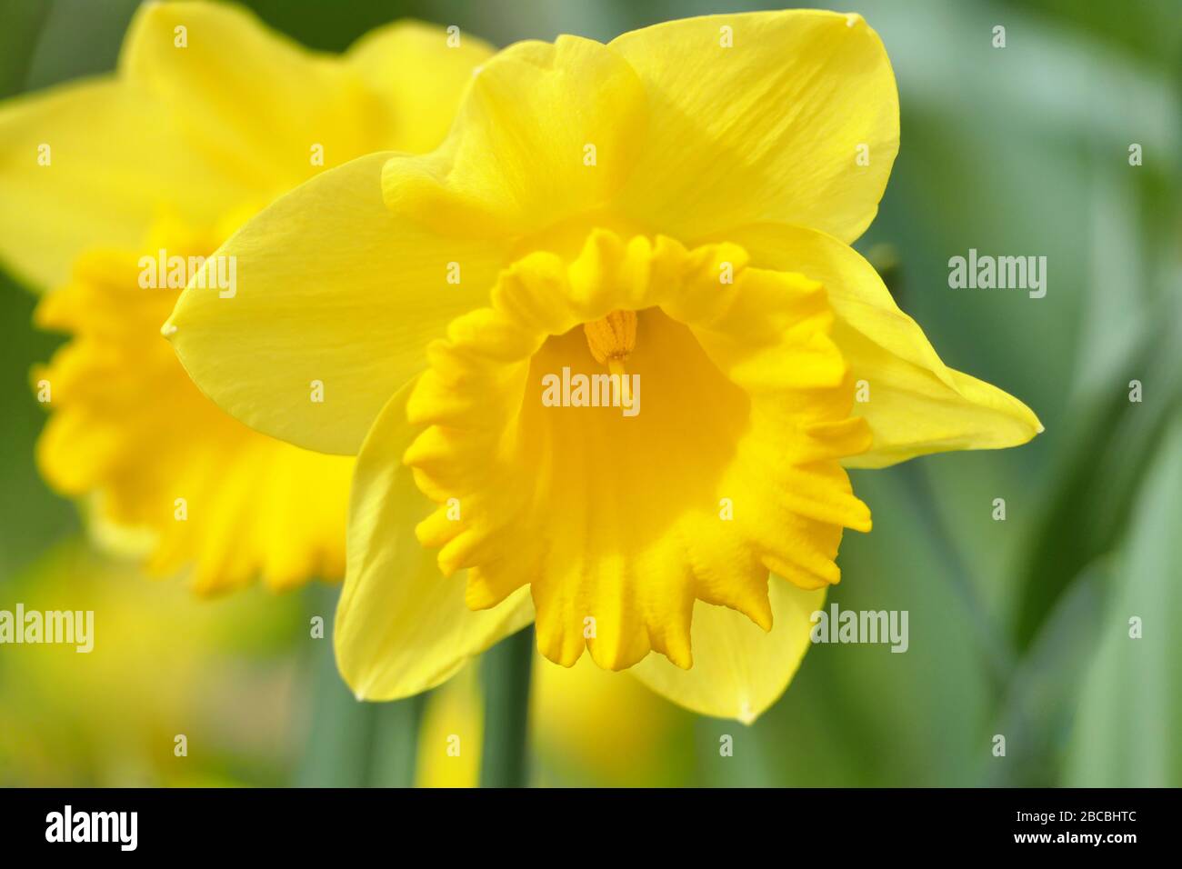 Nice daffodil blooming in the sun on spring time Stock Photo - Alamy