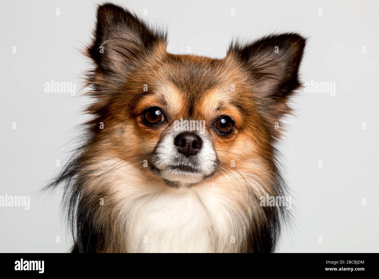 Cute dog, handsome with beautiful colors and thick hair Stock Photo - Alamy