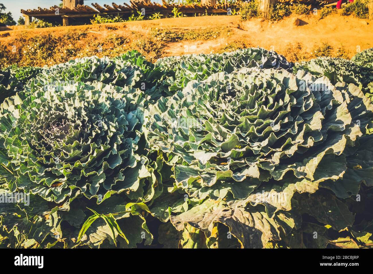 tree in the garden zoom in focus Stock Photo - Alamy