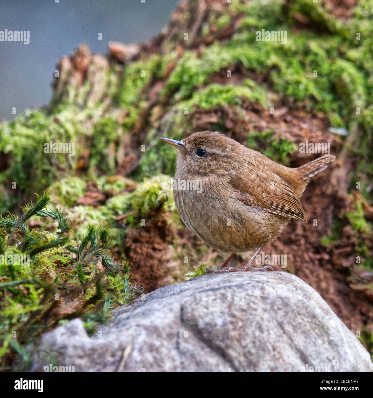 Tiny brown bird hi-res stock photography and images - Alamy