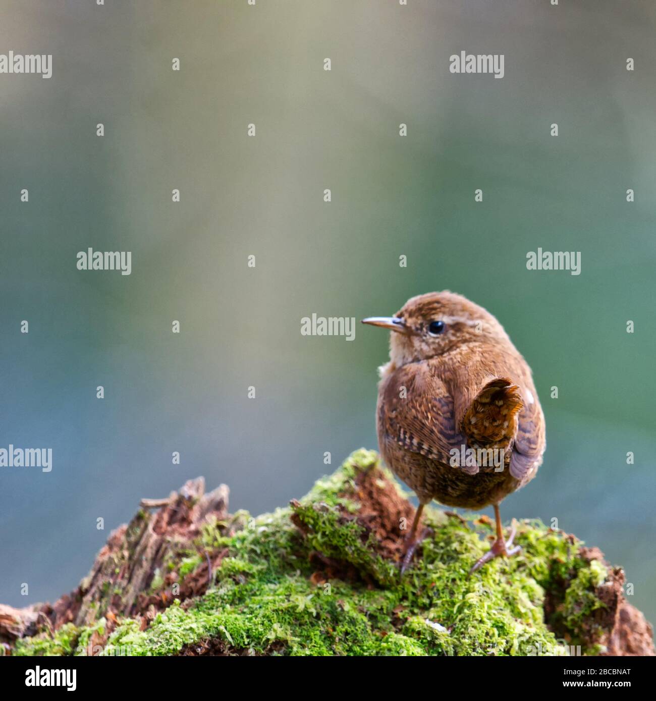 Tiny brown bird hi-res stock photography and images - Alamy