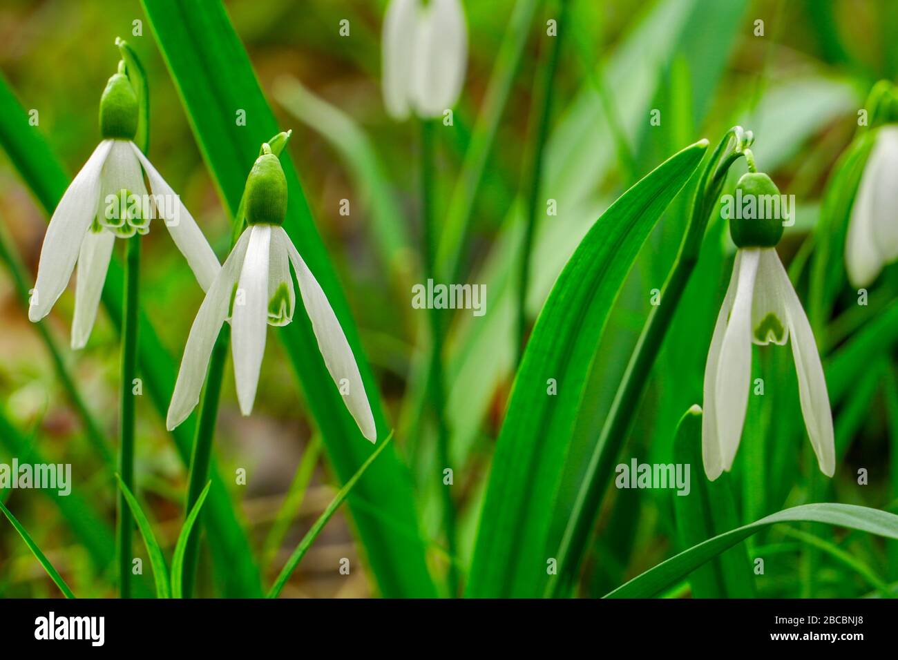 Visibaba hi-res stock photography and images - Alamy