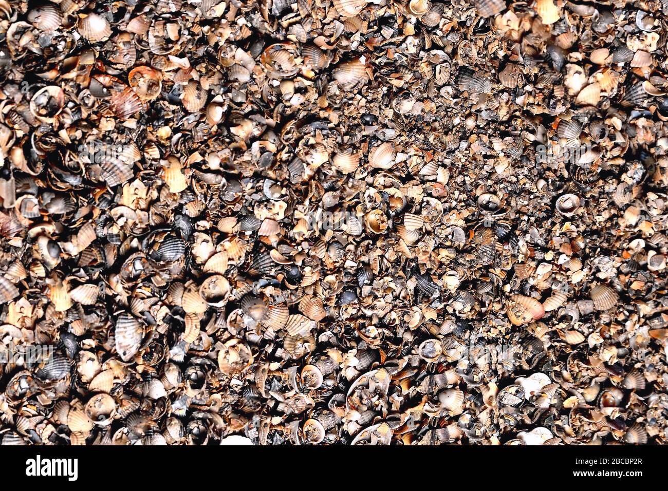 background shell-brown texture of gray-brown color Stock Photo - Alamy