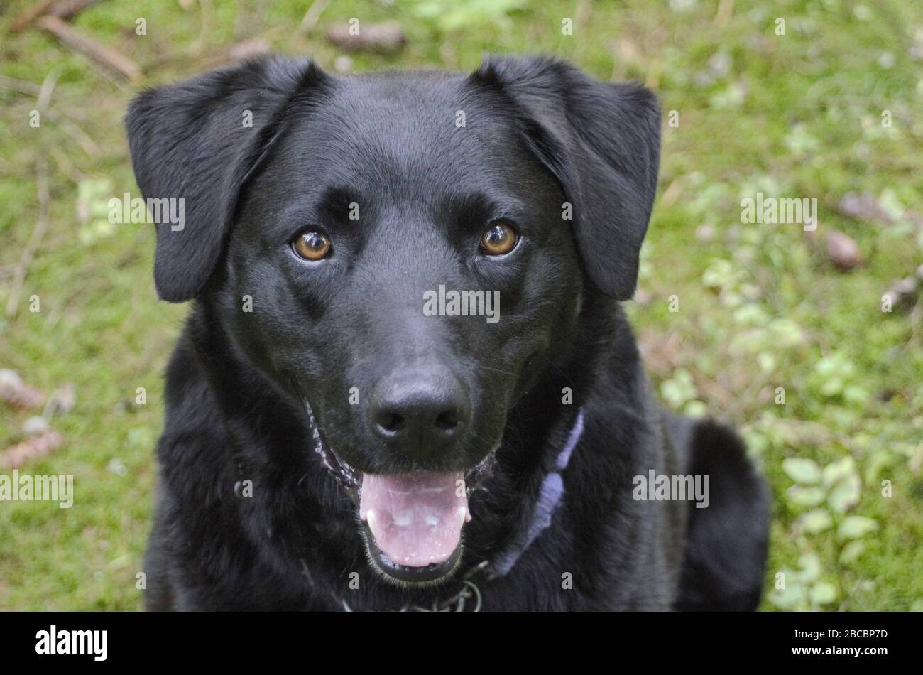 Cute dog, handsome with beautiful colors and thick hair Stock Photo - Alamy