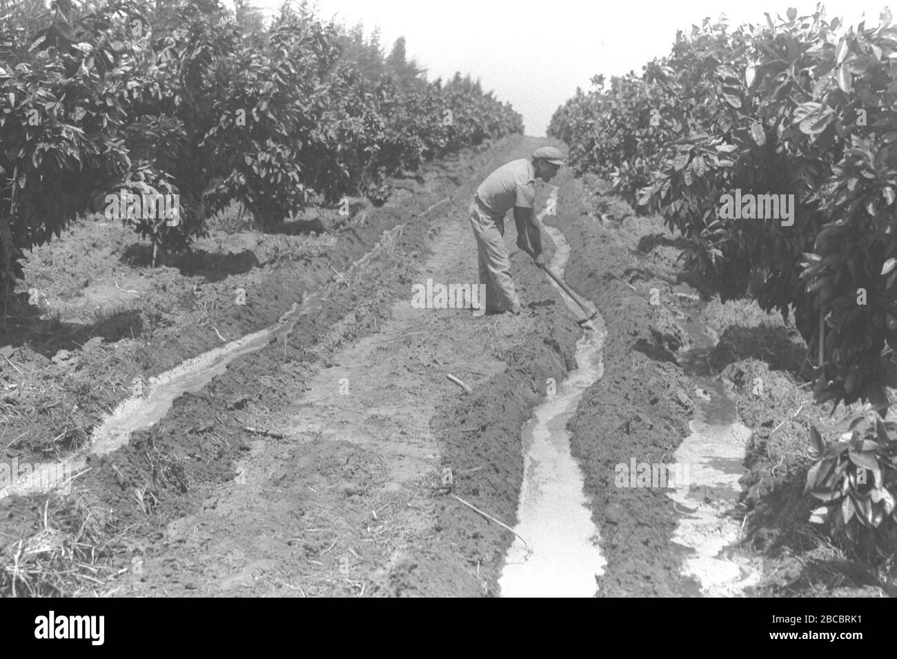 Irrigating orange trees hi-res stock photography and images - Alamy